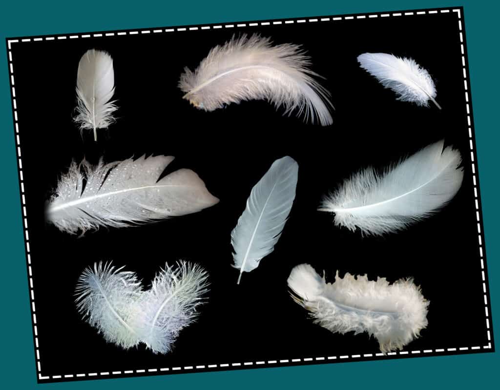 Under Feathers - Alive and Active Life