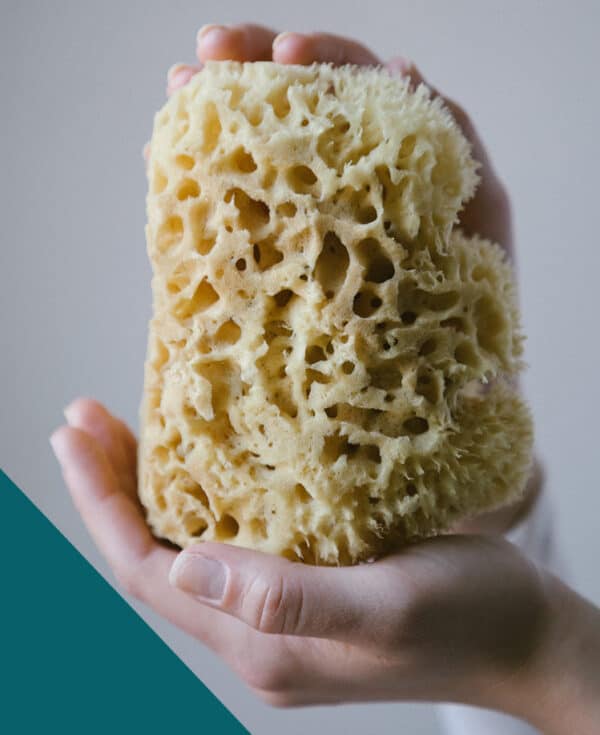 You Need A Sponge - Alive and Active Life